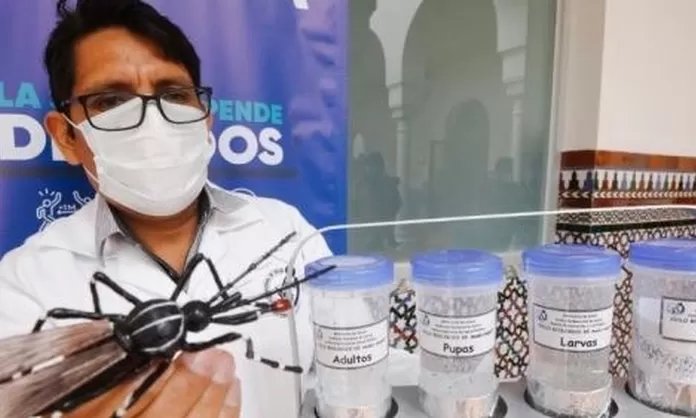 Dengue en Perú: ¿Cuál es el mosquito transmisor y cómo evitar el ...