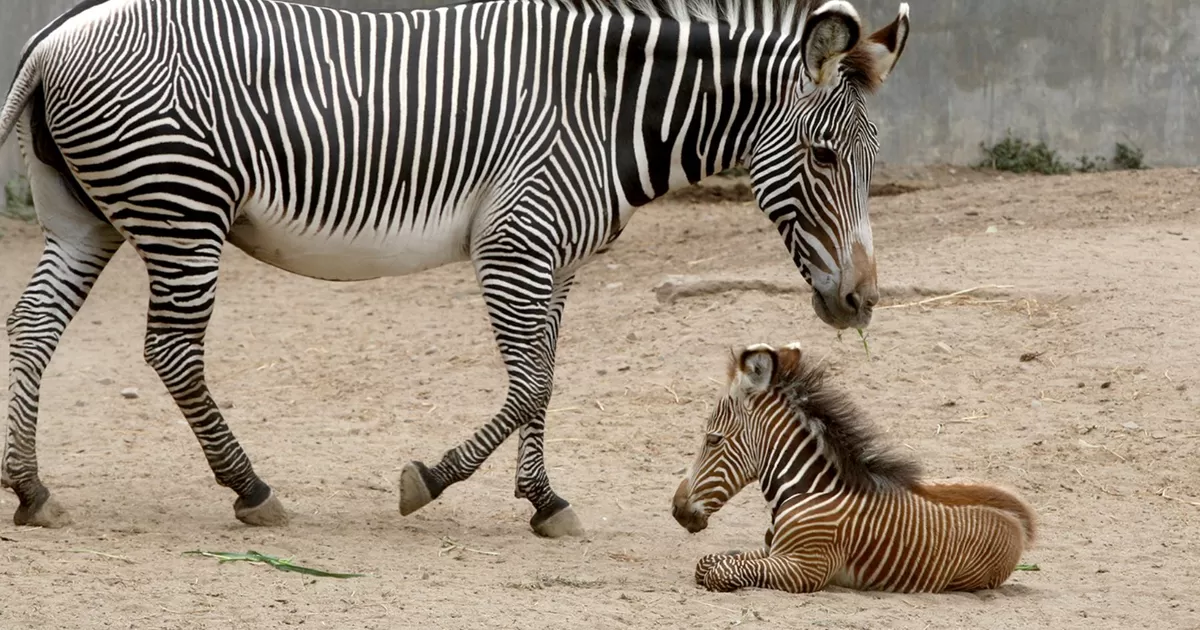 Parque de las Leyendas: conoce a la nueva cebra que nació en Lima | Canal N