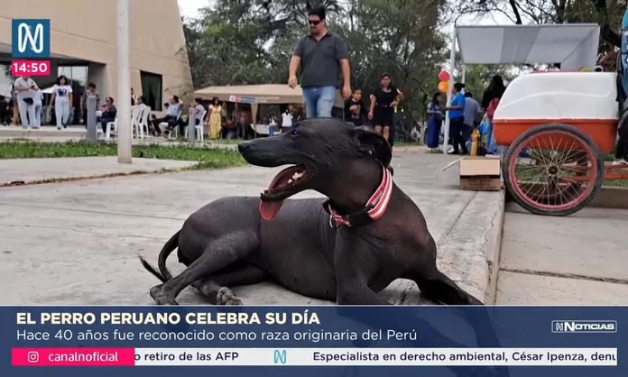 Perro peruano sin pelo cumple 40 años como raza reconocida | Canal N