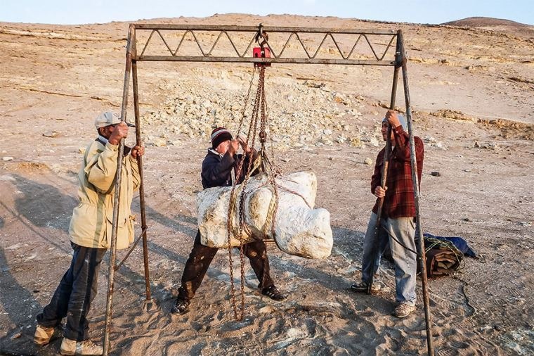 Perucetus Colossus: Cinco imprescindibles datos del animal más grande ...