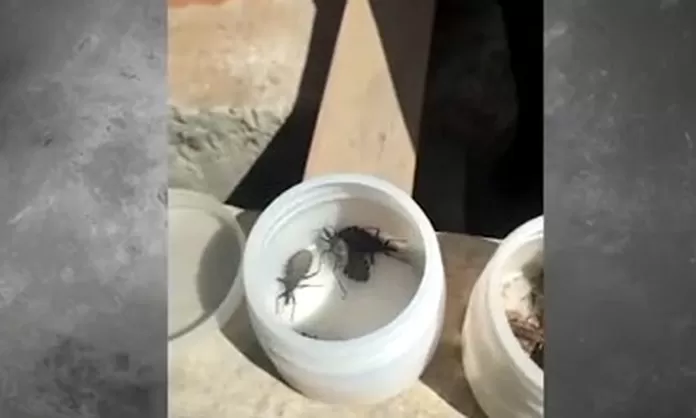 Reportan mayor presencia de chirimachas en distritos de Arequipa | Canal N