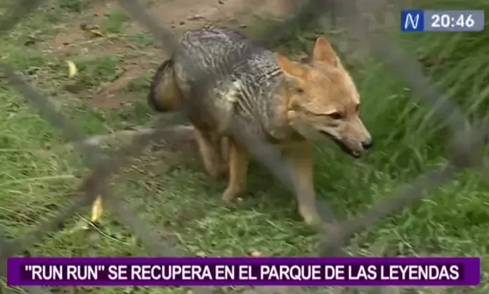 Zorro ‘Run Run’ se recupera en el Parque de las Leyendas | Canal N