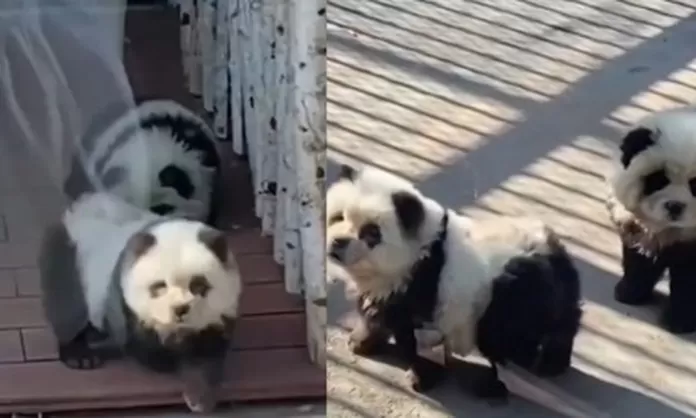 Disfrazan a perros como pandas en China | Canal N