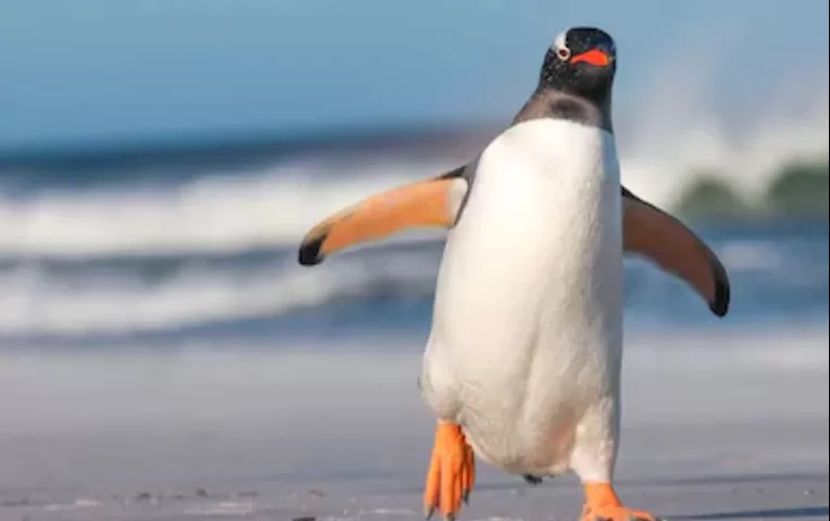 Hallan fósiles del Anthropornis Grandis, pingüino gigante de hace 35 ...