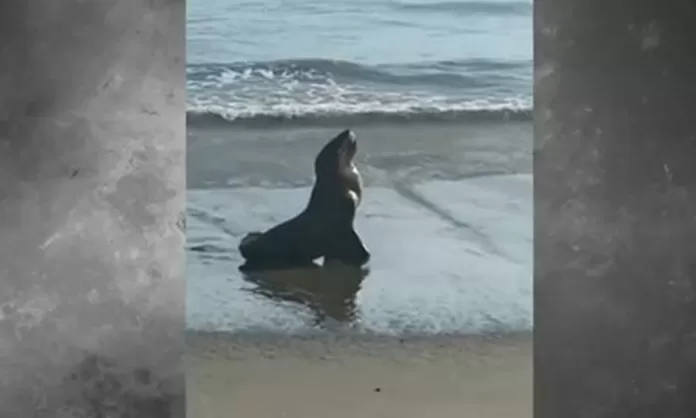 Arequipa: Exhortan a población no acercarse a lobos marinos varados en ...