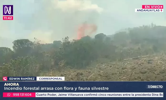Incendio forestal en Andahuaylas arrasa con flora y fauna | Canal N
