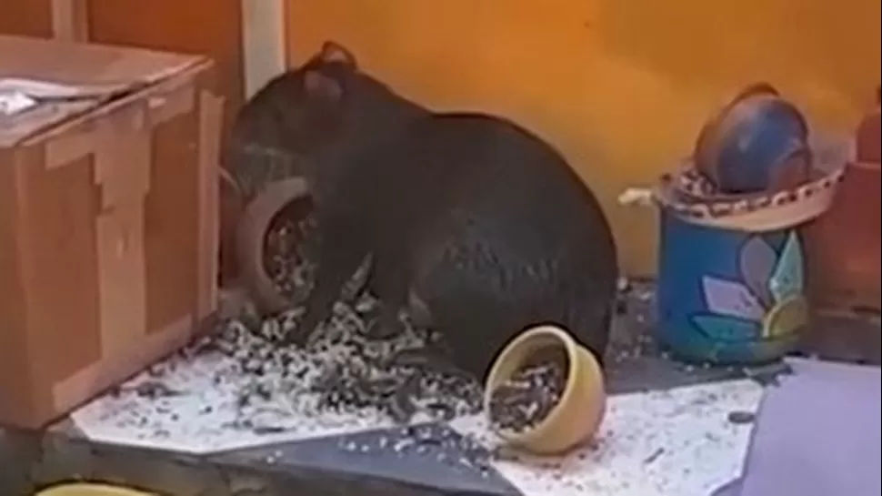 Lambayeque: Rescataron a roedor amazónico que ingresó a vivienda | Canal N