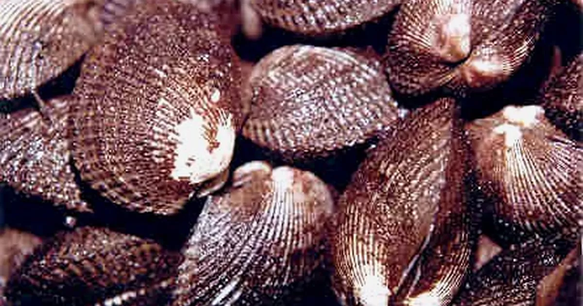 Tumbes: inició la veda de conchas negras | Canal N